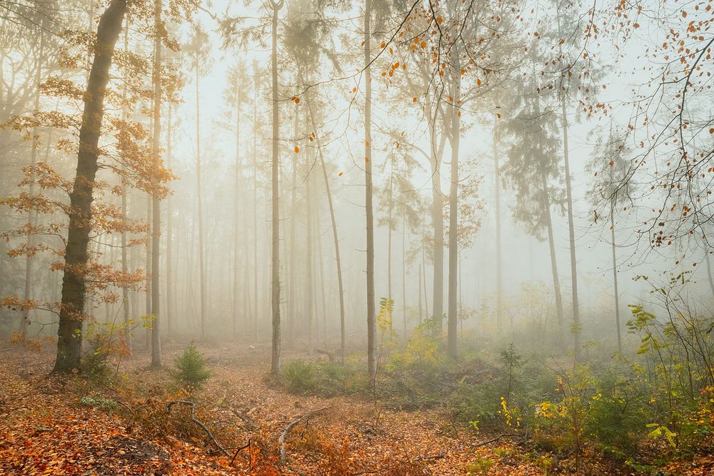 Nebelwald Foto & Bild | landschaft, jahreszeiten, herbst Bilder auf fotocommunity
