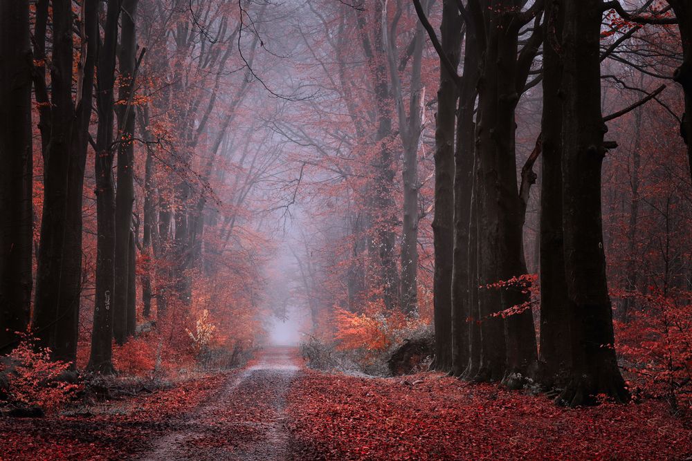 Nebelweg Foto & Bild | landschaft, jahreszeiten, herbst Bilder auf fotocommunity