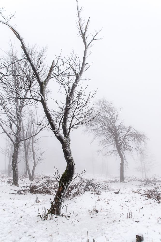 Neblig Foto & Bild | jahreszeiten, winter, natur Bilder auf fotocommunity