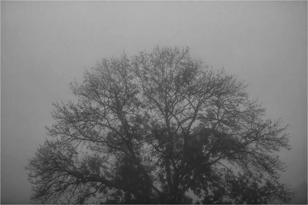 Neblig Foto & Bild | art, world, baum Bilder auf fotocommunity
