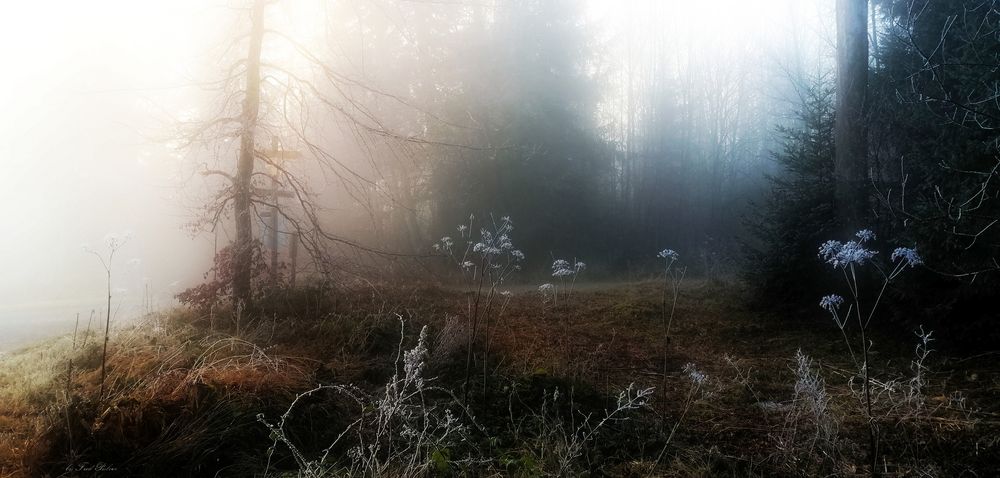 Neblig Foto & Bild | landschaft, wald, natur Bilder auf fotocommunity