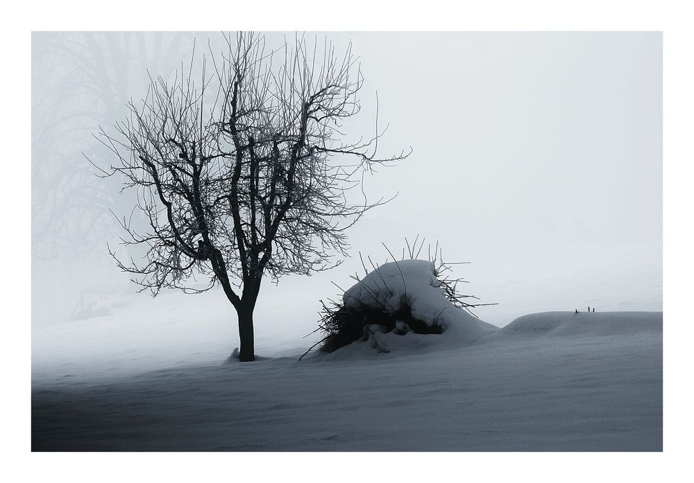 Neblig Foto & Bild | bäume, winter, schnee Bilder auf fotocommunity