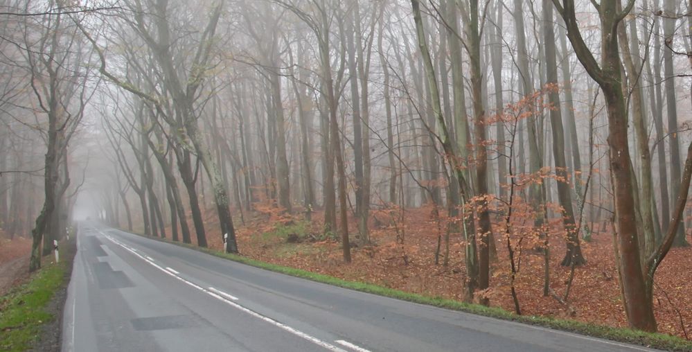 Neblig Foto & Bild | wald, bäume, weg Bilder auf fotocommunity