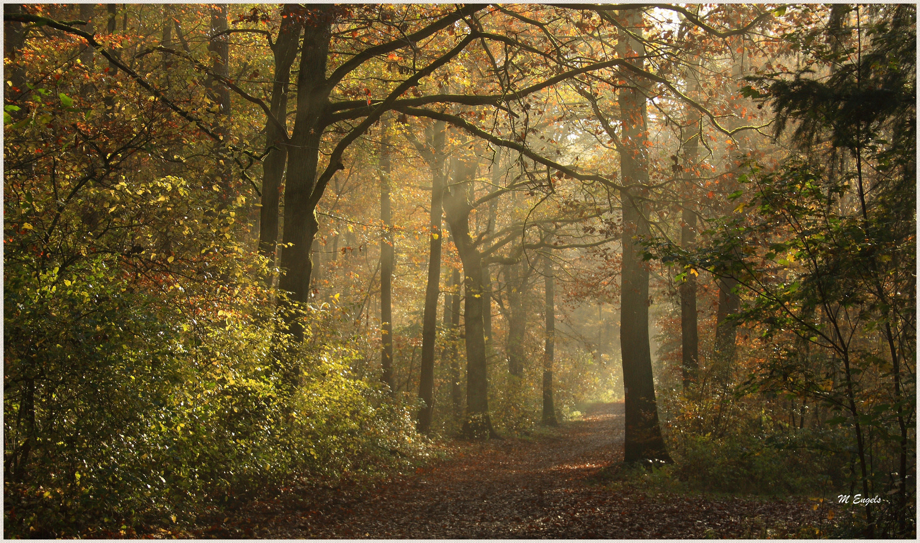 neblig im Herbstwald Foto & Bild | jahreszeiten, wald, bäume Bilder auf ...