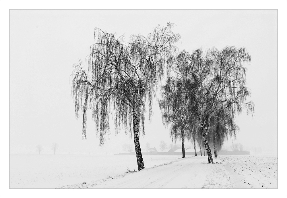 Neblig - Trüb Foto & Bild | jahreszeiten, winter, landschaft Bilder auf ...