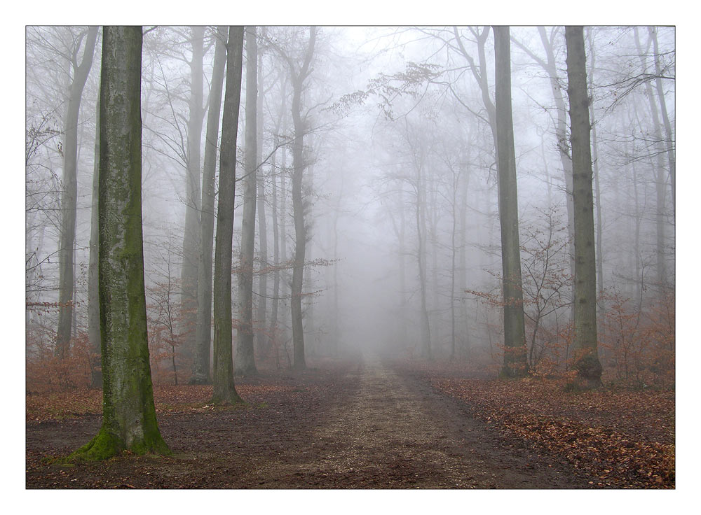 Neblig und kühl Foto & Bild | archiv projekte naturchannel, 01 07 ...