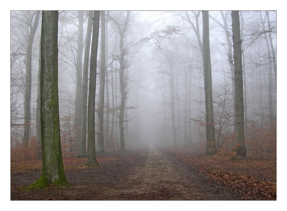 Neblig und kühl Foto & Bild | archiv projekte naturchannel, 01 07 ...