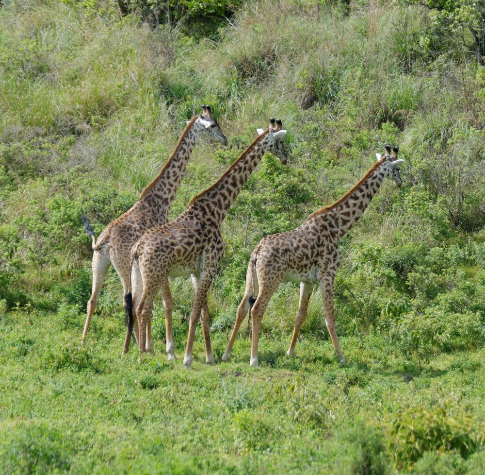 Nehmt euch Zeit Foto & Bild | africa, eastern africa, tanzania Bilder ... Nehmt euch Zeit Foto & Bild | africa, eastern africa, tanzania Bilder ...