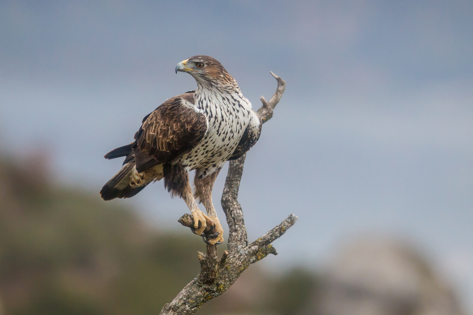 Nein !! Nicht schon wieder ein Habicht !? Foto & Bild | tiere, wildlife ...