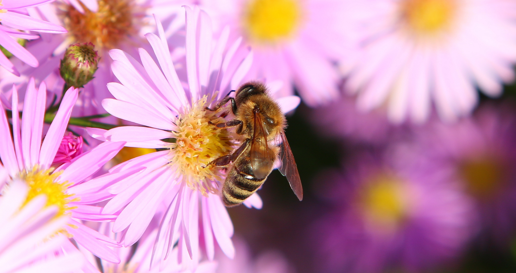 Nektar Foto & Bild | tiere, wildlife, insekten Bilder auf fotocommunity