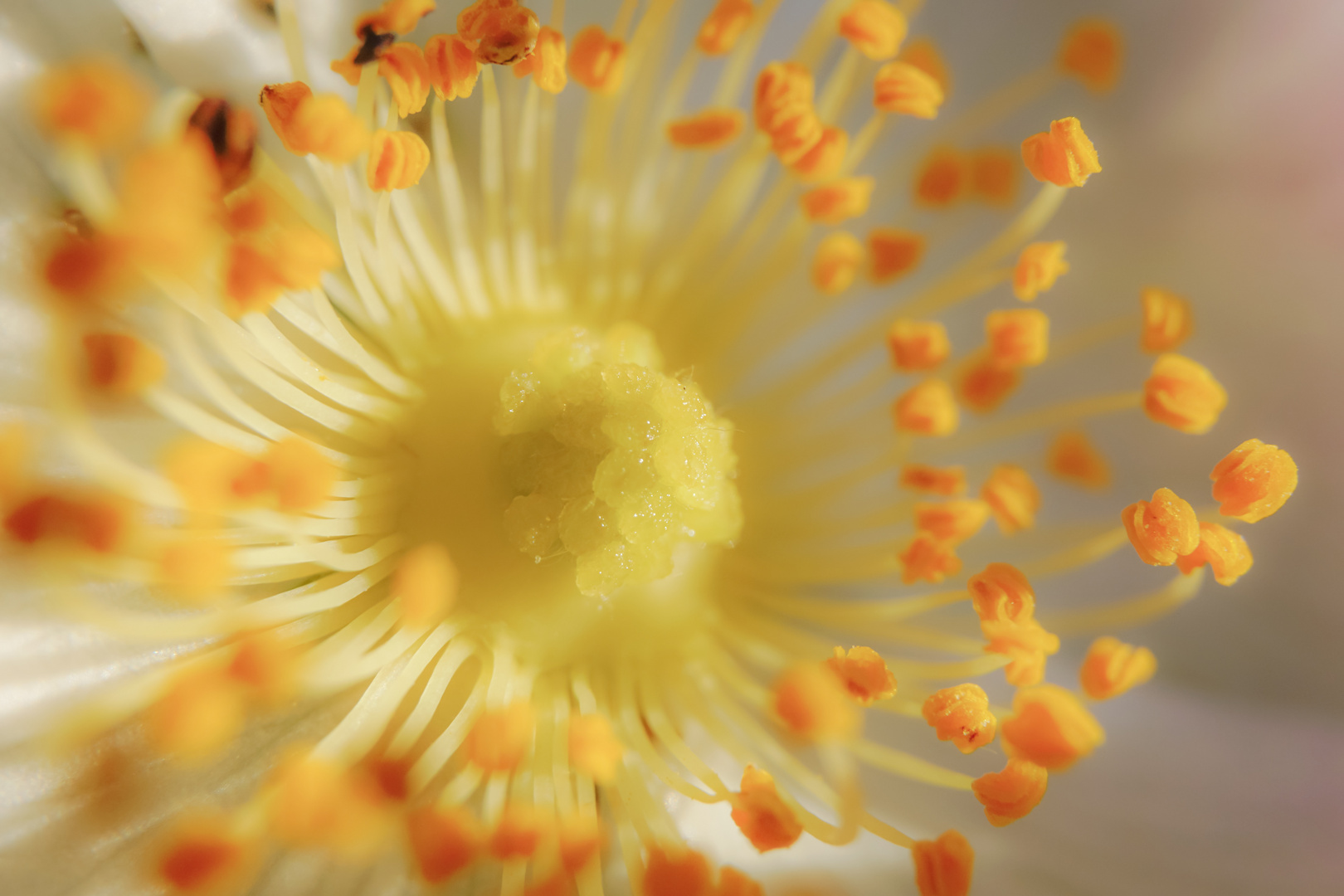 Nektar Foto & Bild | pflanzen, pilze & flechten, bäume, obstbäume ...
