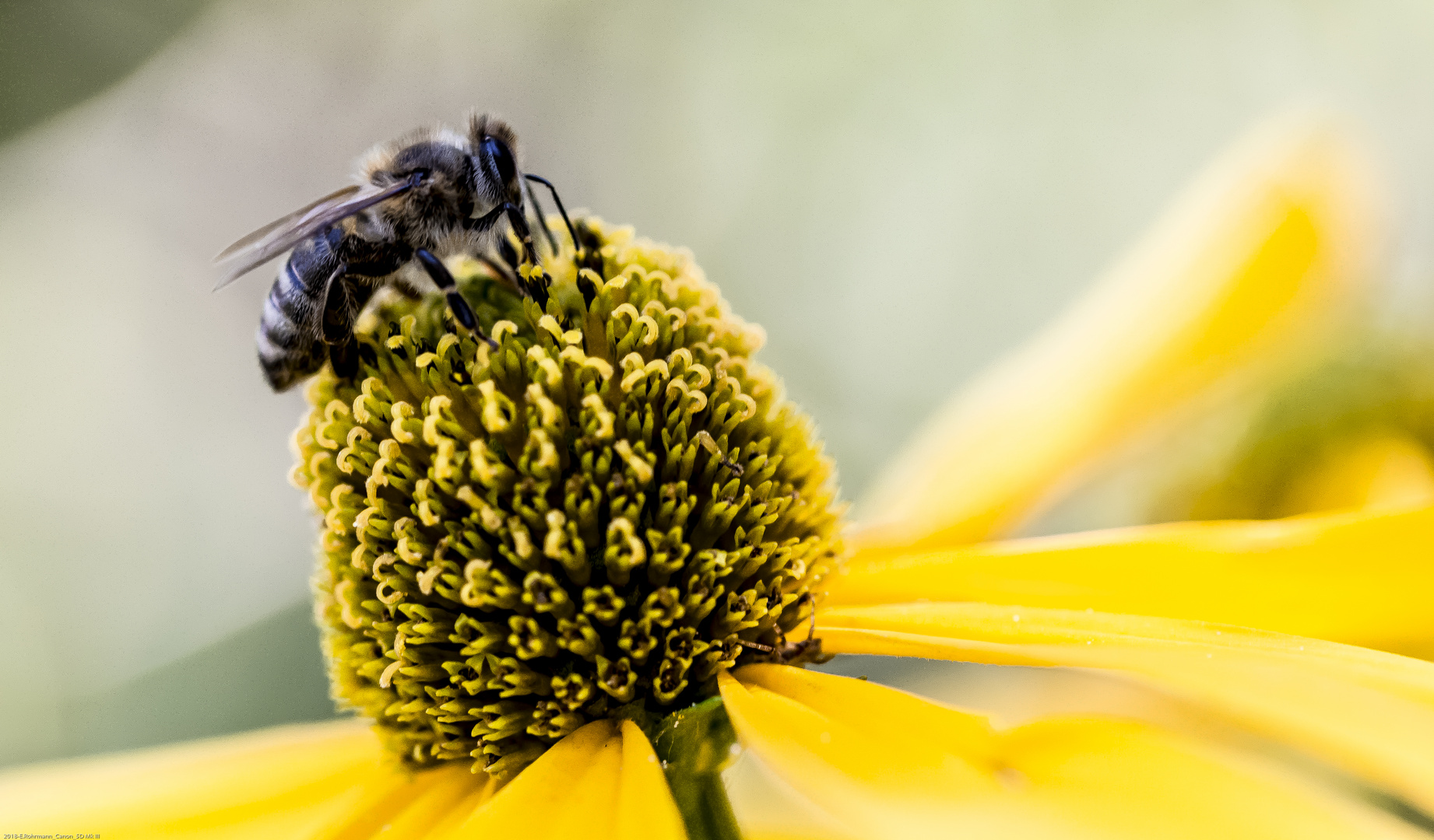 Nektar Foto & Bild | sommer, natur, landschaft Bilder auf fotocommunity