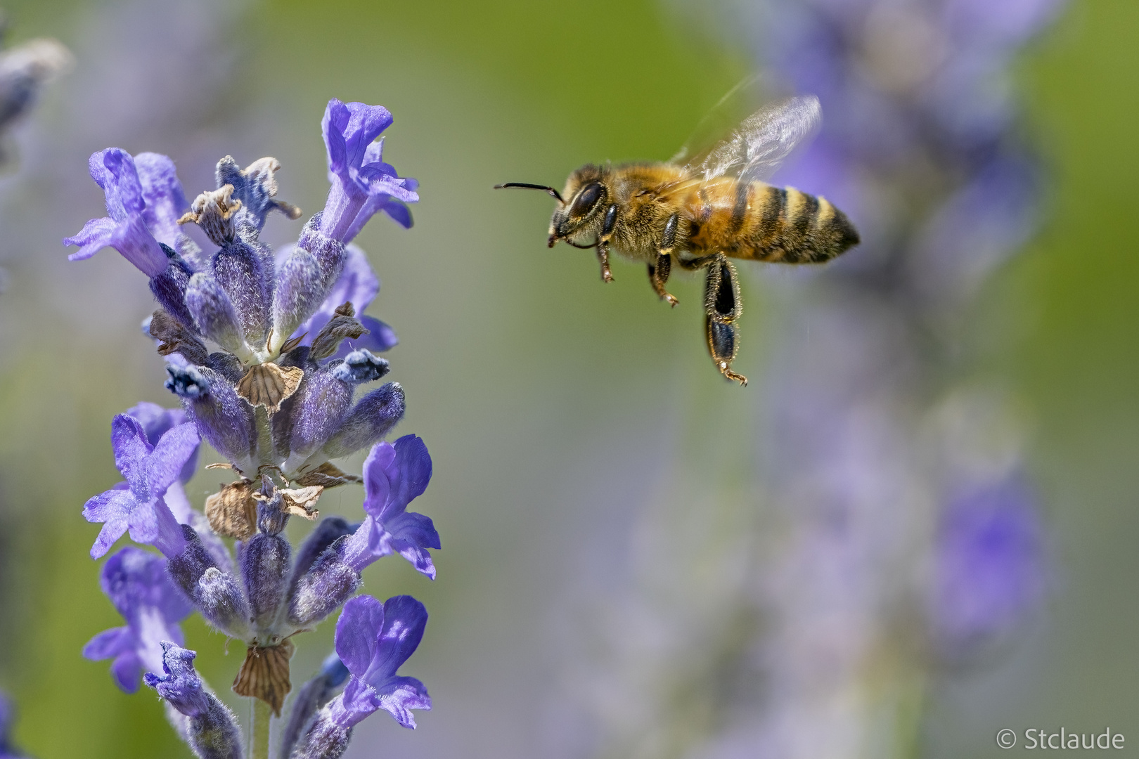 Nektar Ernte Foto & Bild | natur, pflanzen, insekten Bilder auf ...