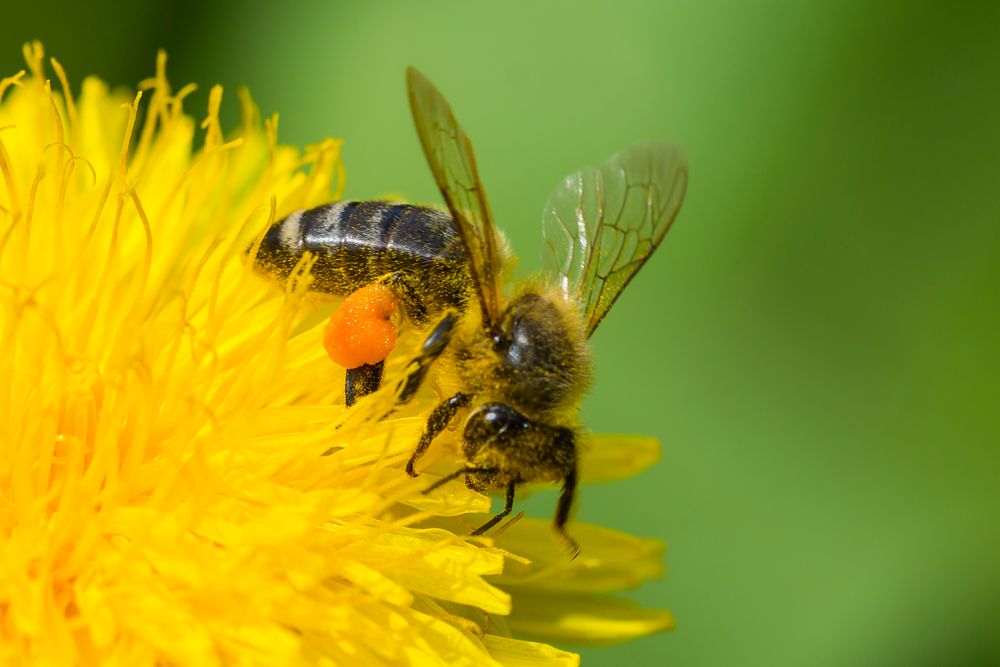 Nektar-, Pollen- und Wachstransport Foto & Bild | tiere, wildlife ...