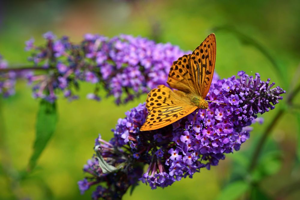 Nektar sammeln... Foto & Bild | tiere, wildlife, schmetterlinge Bilder ...