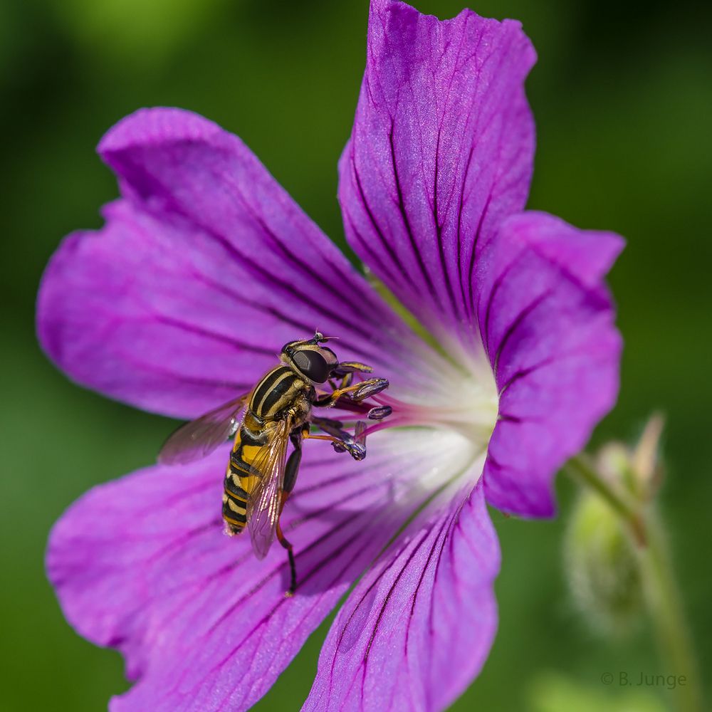 Nektar saugen im Stehen Foto & Bild | nature, nikon, makro Bilder auf fotocommunity
