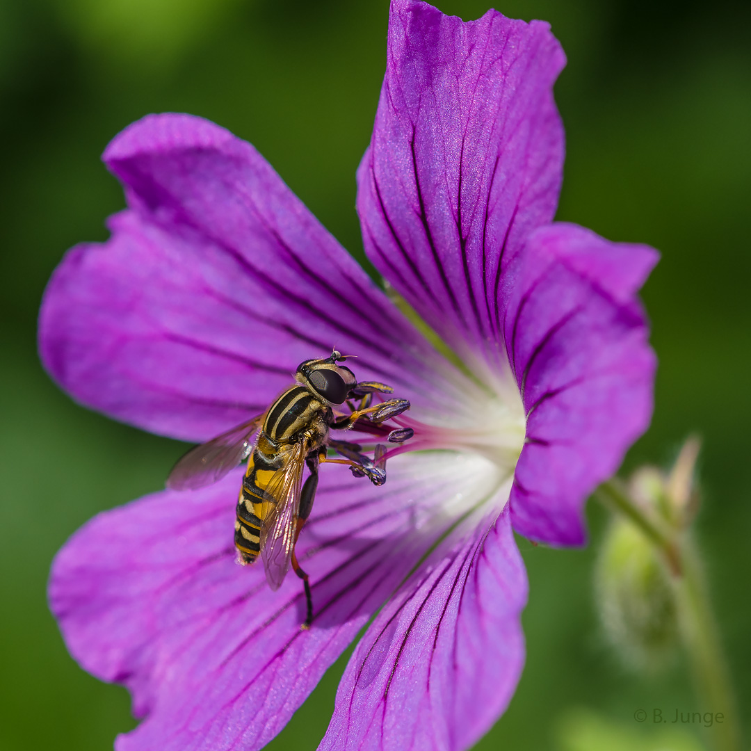 Nektar saugen im Stehen Foto & Bild | nature, nikon, makro Bilder auf ...