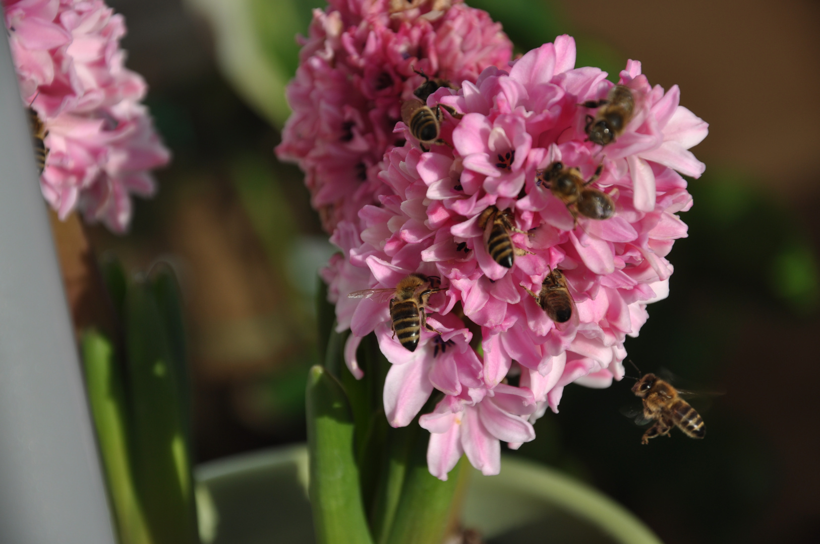 Nektar suche Foto & Bild | jahreszeiten, frühling, blumen Bilder auf ...