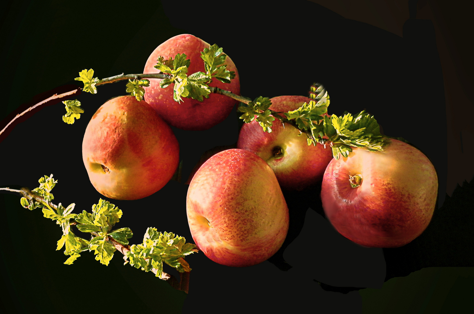 Nektarinen im Licht-Kontrast Foto & Bild | stillleben , nature, natur ...