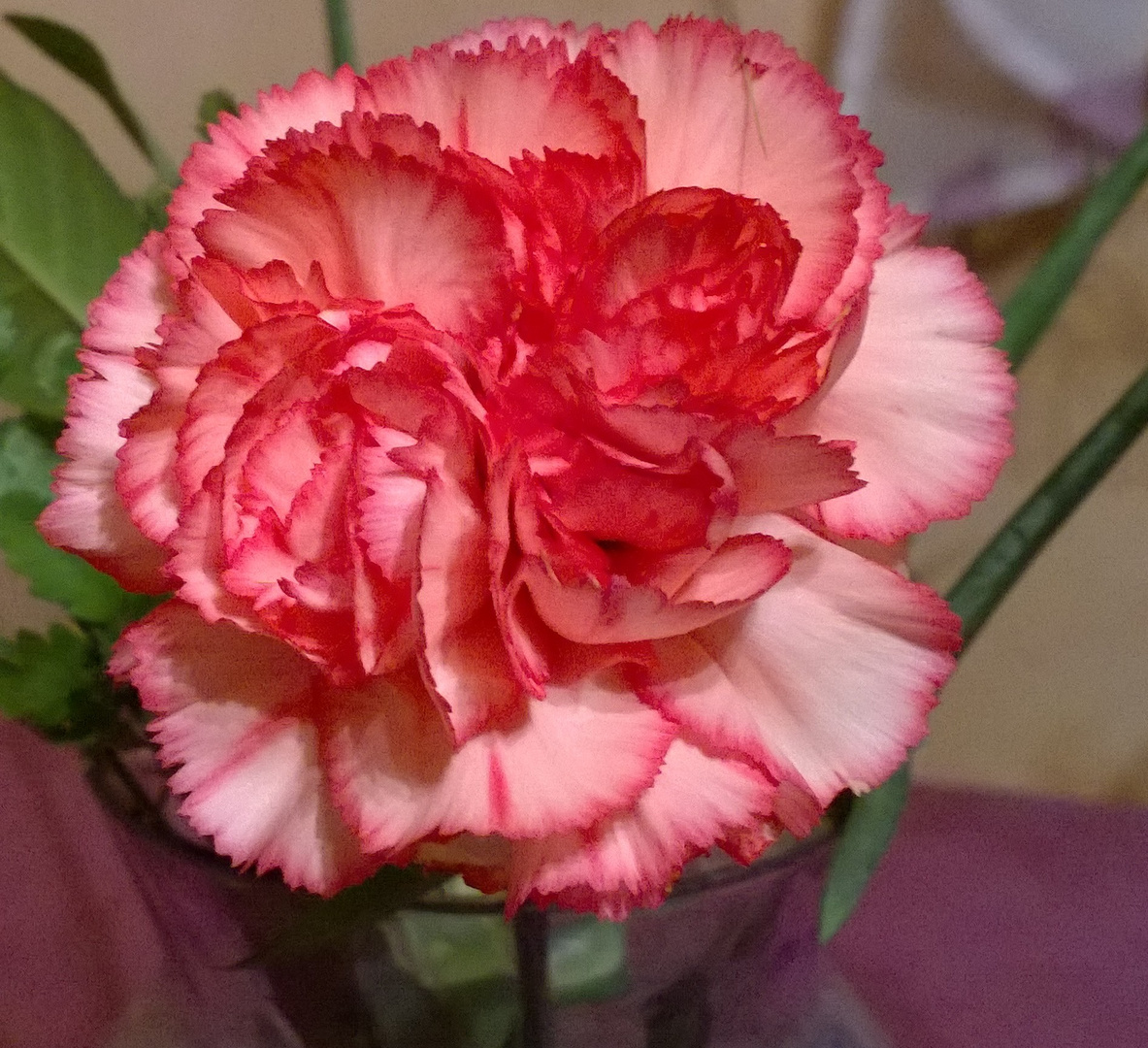 Nelke Foto & Bild | pflanzen, pilze & flechten, blüten- & kleinpflanzen ...