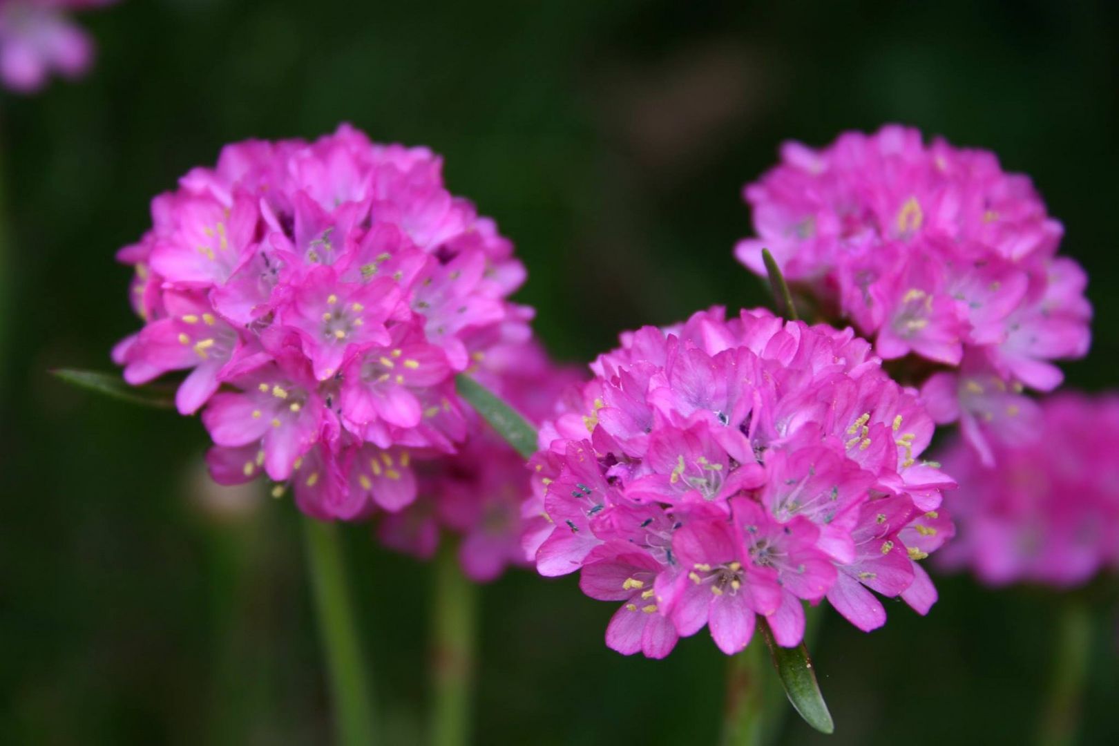 Nelken (1) Foto & Bild | natur, pflanzen, kultur Bilder auf fotocommunity