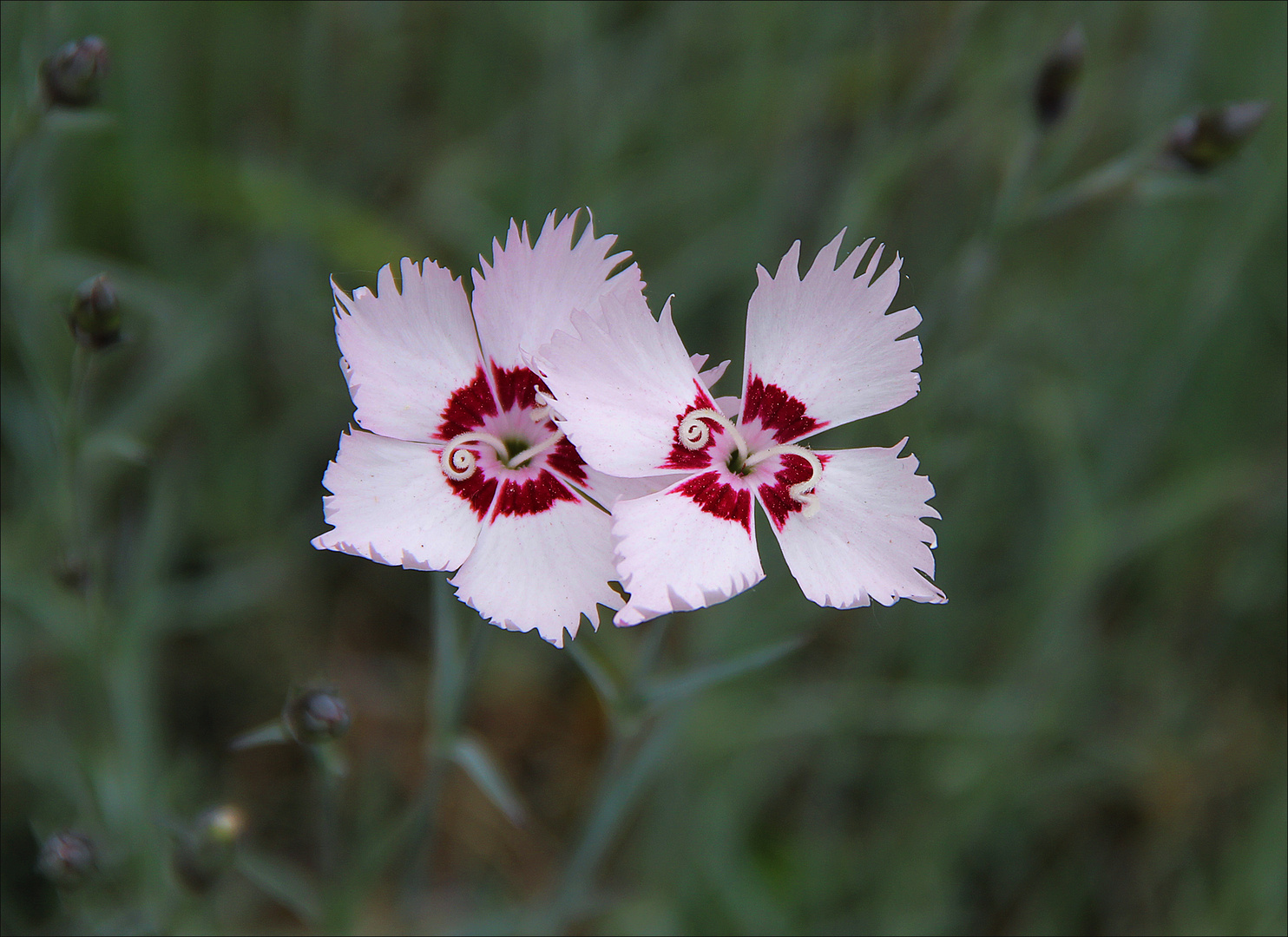 Nelken ... Foto & Bild | natur, blumen, nelken Bilder auf fotocommunity