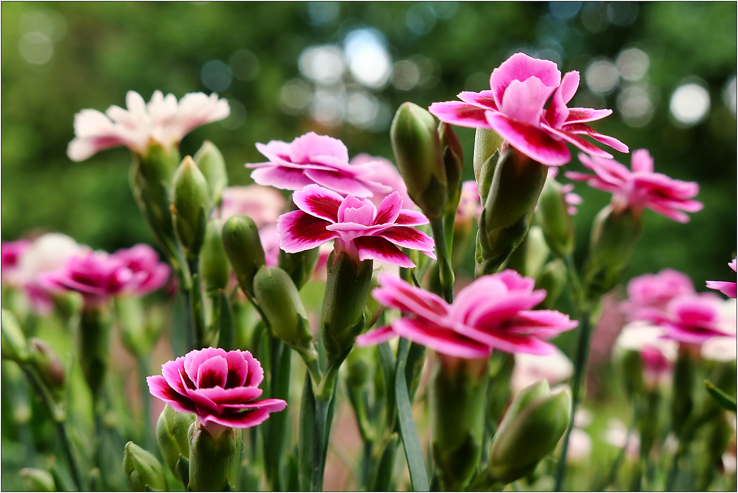 Nelken... Foto & Bild | deutschland, europe, sachsen Bilder auf ...