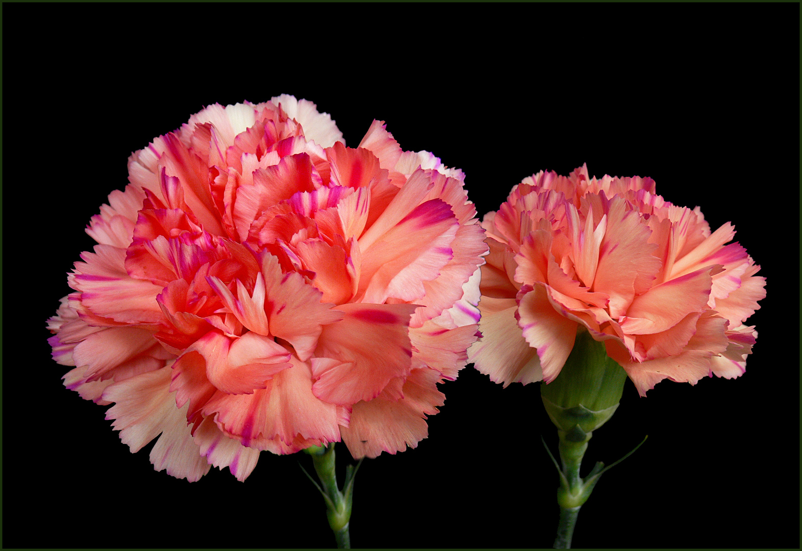 Nelken Foto & Bild | natur, pflanzen, blüten- & kleinpflanzen Bilder auf fotocommunity