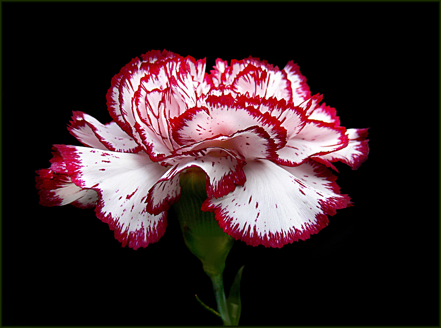 Nelken (Dianthus) Foto & Bild | pflanzen, pilze & flechten, blüten ...