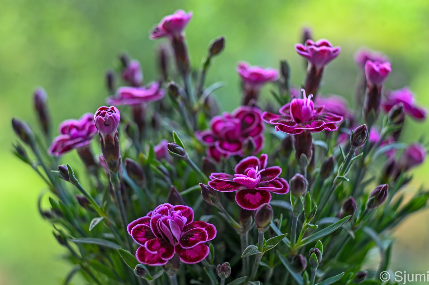 Nelken Impression Foto & Bild | spezial, makro, natur Bilder auf ...