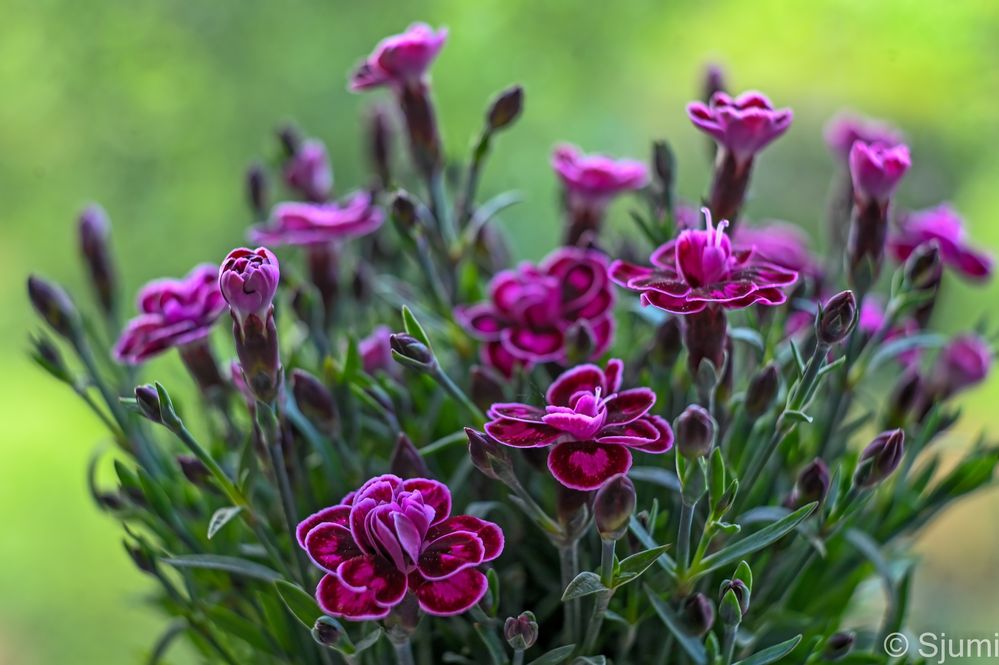 Nelken Impression Foto & Bild | spezial, makro, natur Bilder auf ...