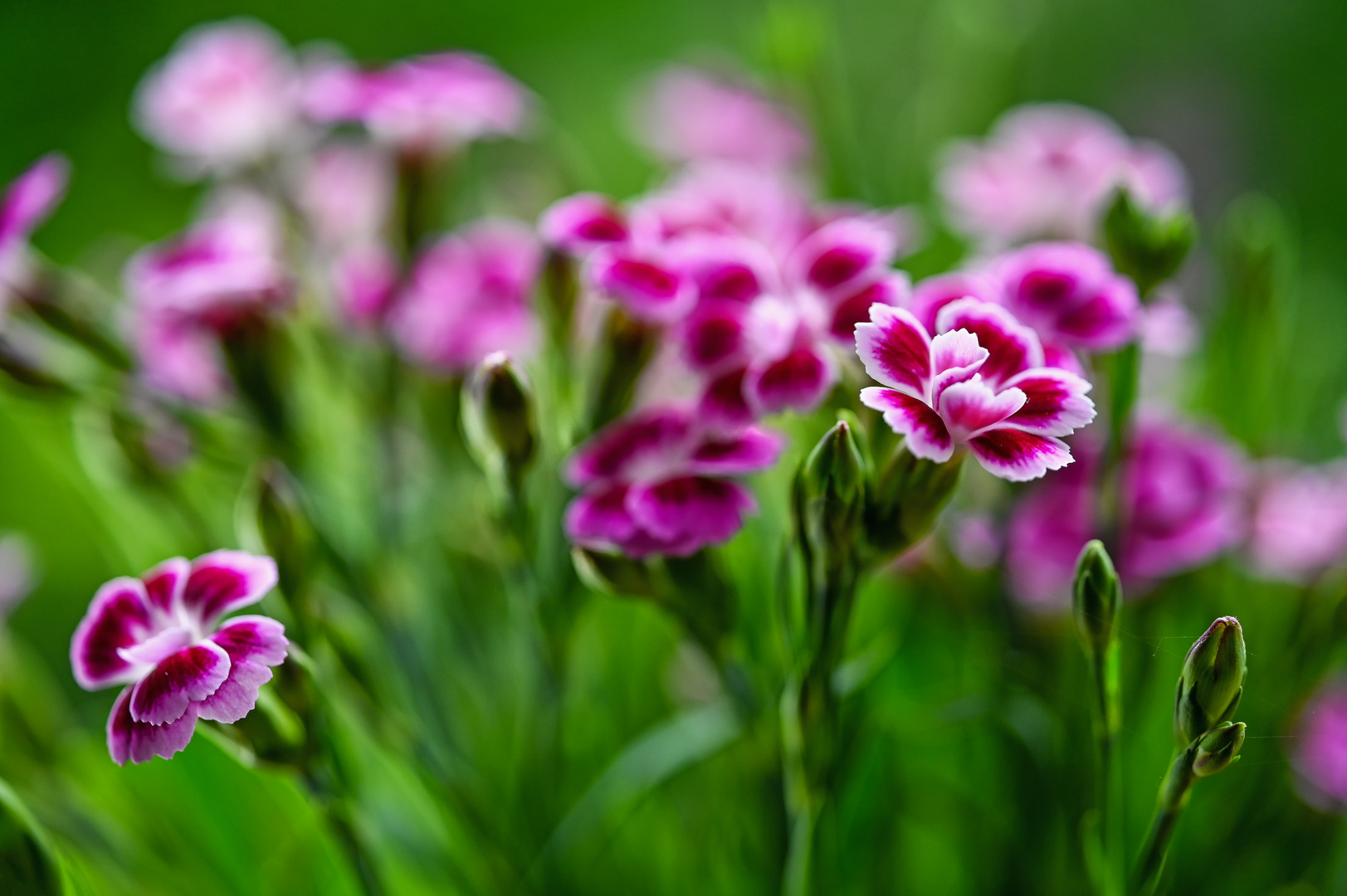 Nelken Impression Foto & Bild | spezial, sommer, makro Bilder auf ...