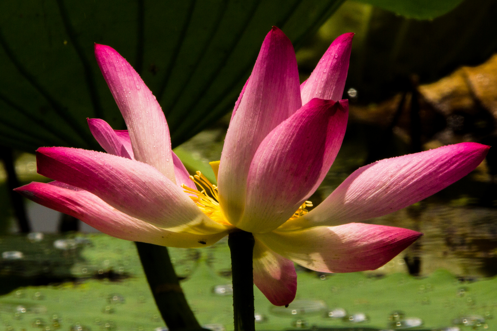 Nelumbo nucifera Foto & Bild | fotos, australia, flower Bilder auf ...