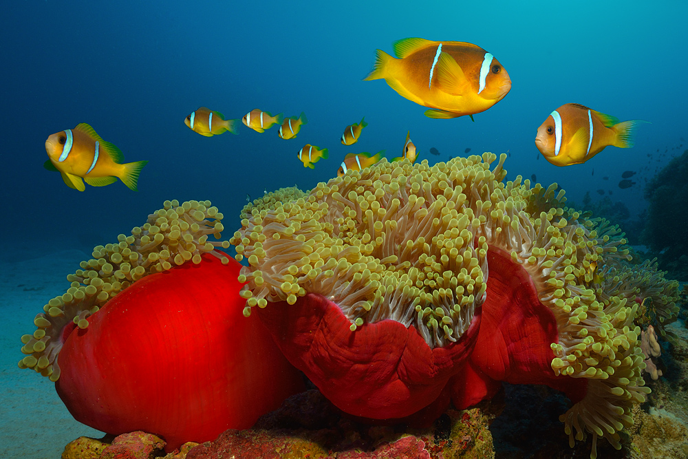 Nemo-City Foto & Bild | unterwasser, uw-salzwasser, natur-kreativ ...