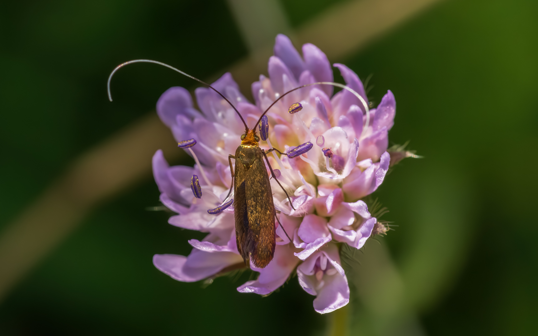 Nemophora metallica Foto & Bild | tiere, wildlife, schmetterlinge ...