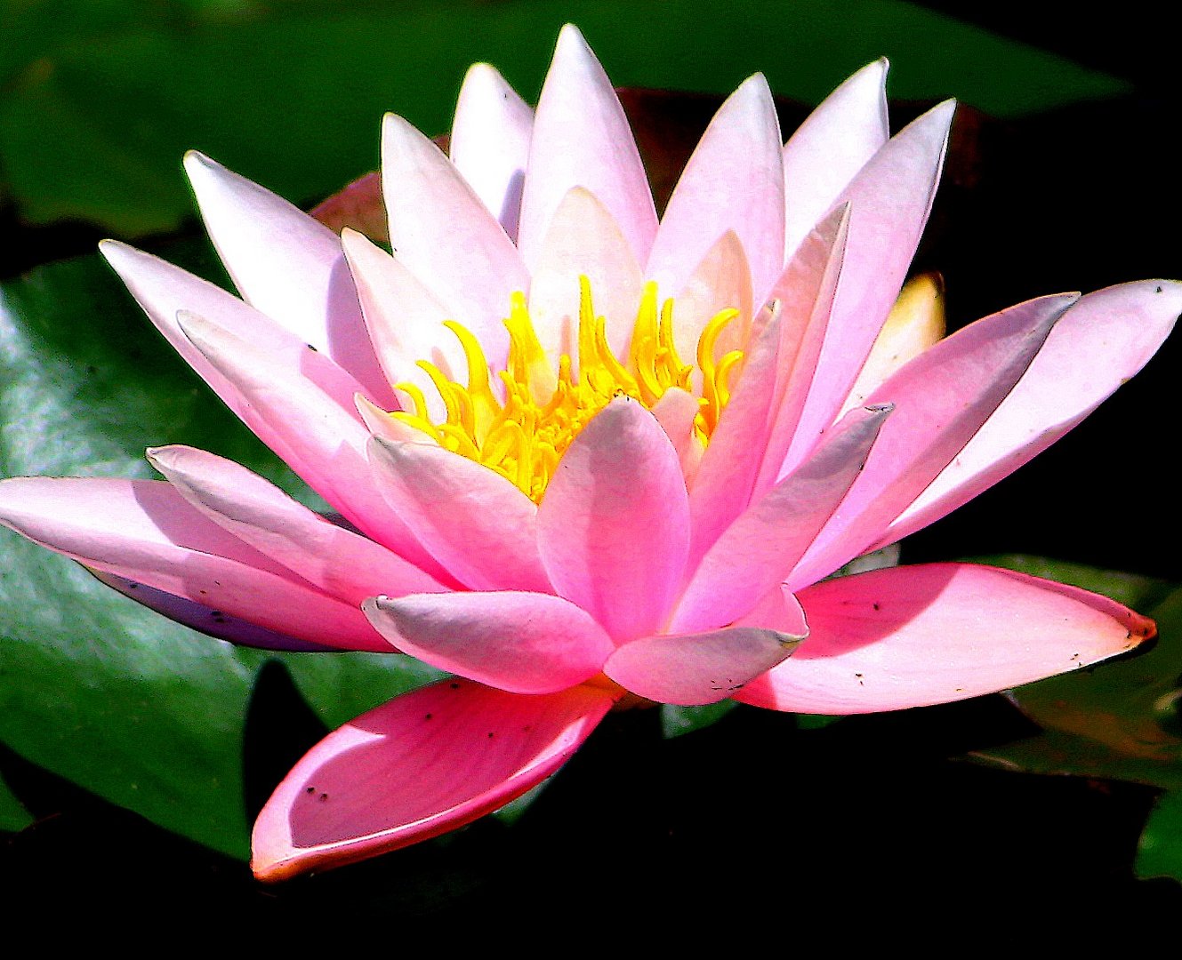 Nénuphar photo et image | macro nature, macro fleurs, nature Images ...