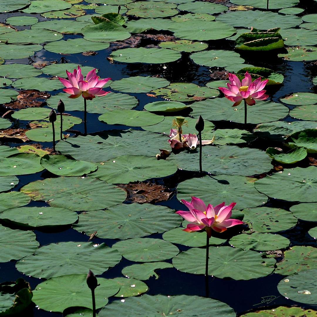 NENUPHAR photo et image | nature, fleurs, vietnam Images fotocommunity
