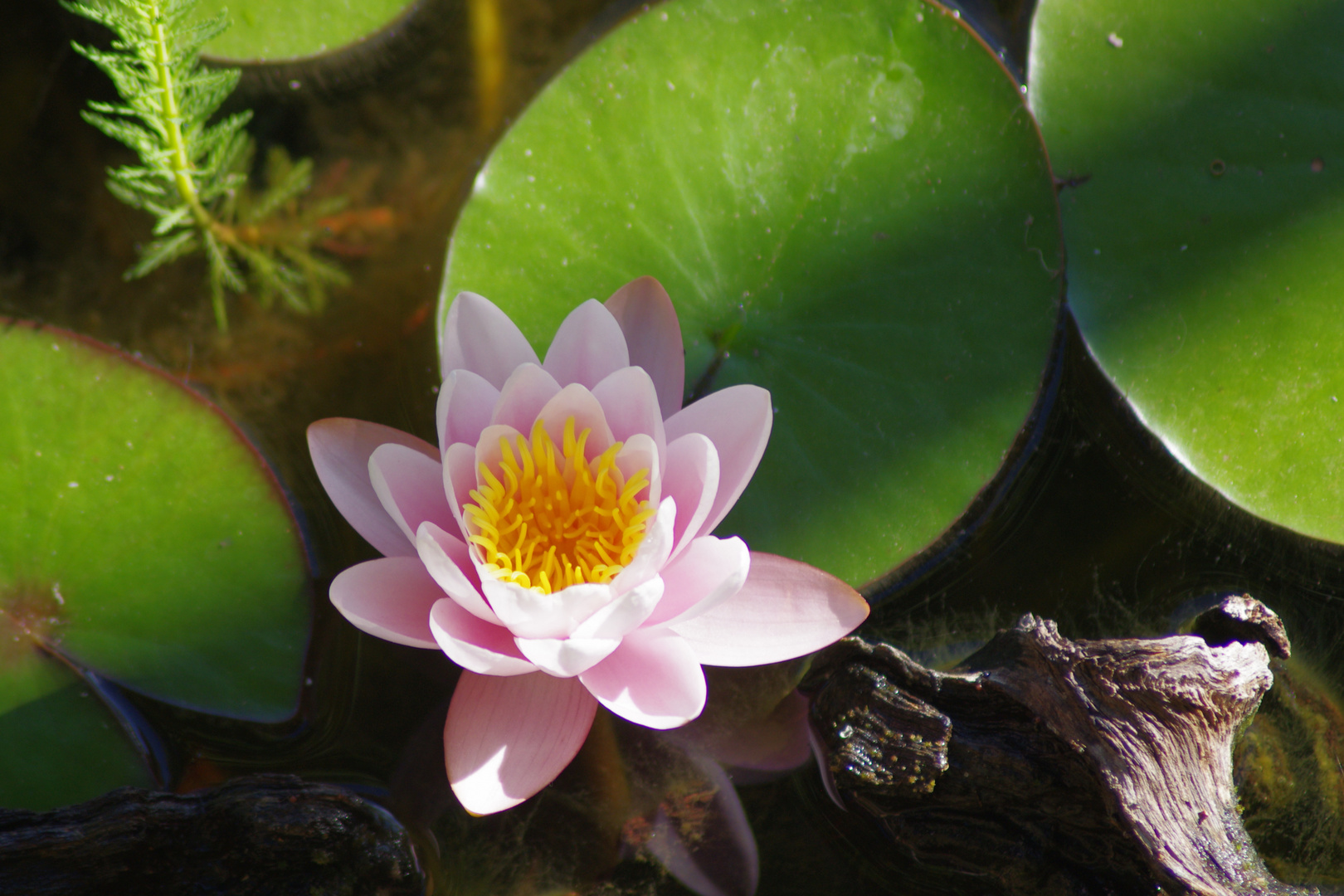 Nénuphar .... photo et image | emotions, special Images fotocommunity