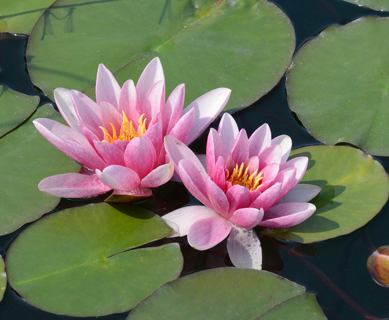 Nénuphars photo et image | fleurs, nature Images fotocommunity