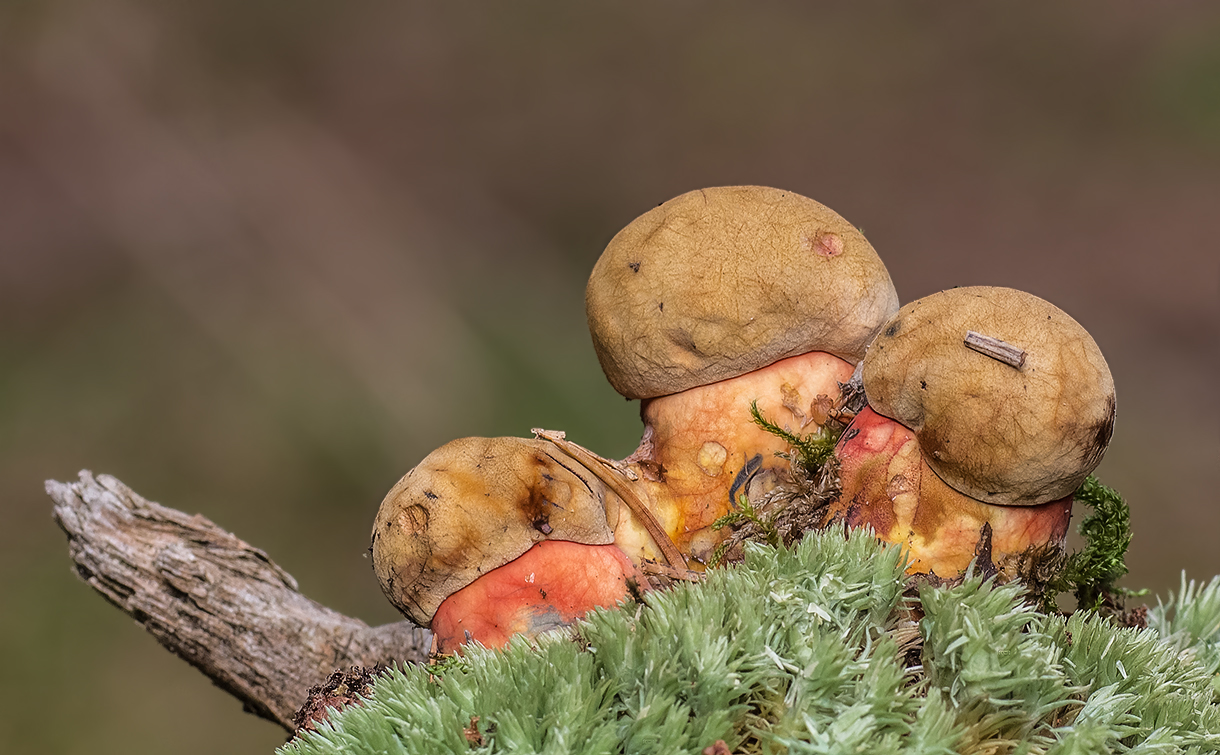 Neoboletus luridiformis, le Bolet à pied rouge Foto & Bild | nature ...