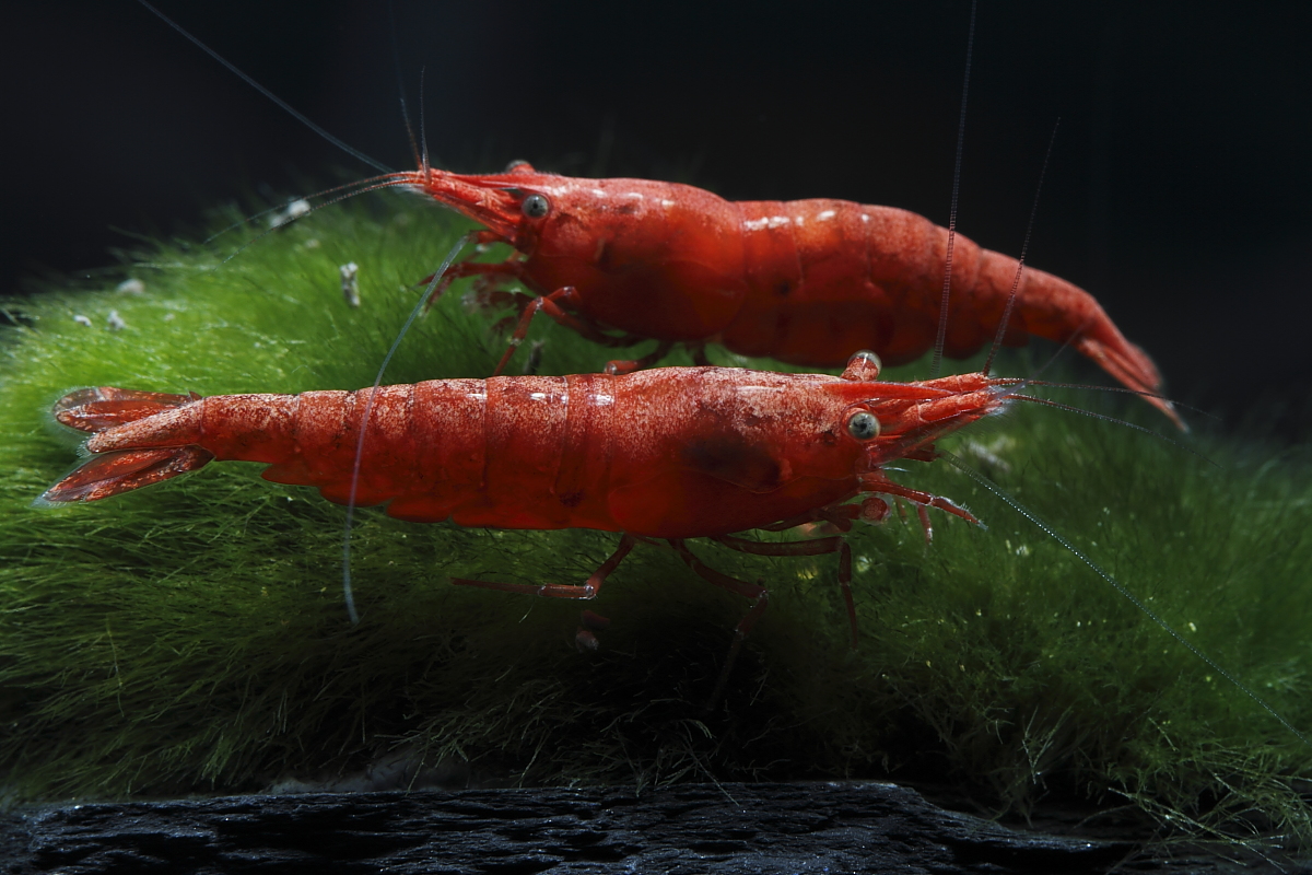 Neocaridina heteropoda var sakura Foto & Bild | tiere, haustiere ...