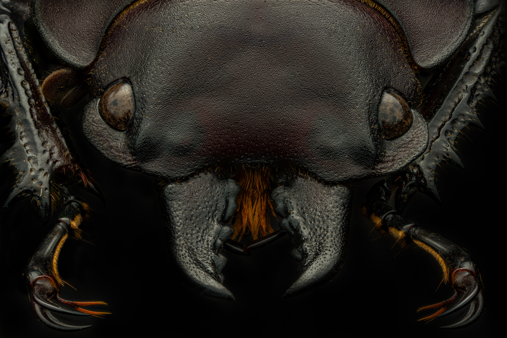 Neolucanus parryi - Der eindrucksvolle Hirschkäfer aus den Tropen Foto ...