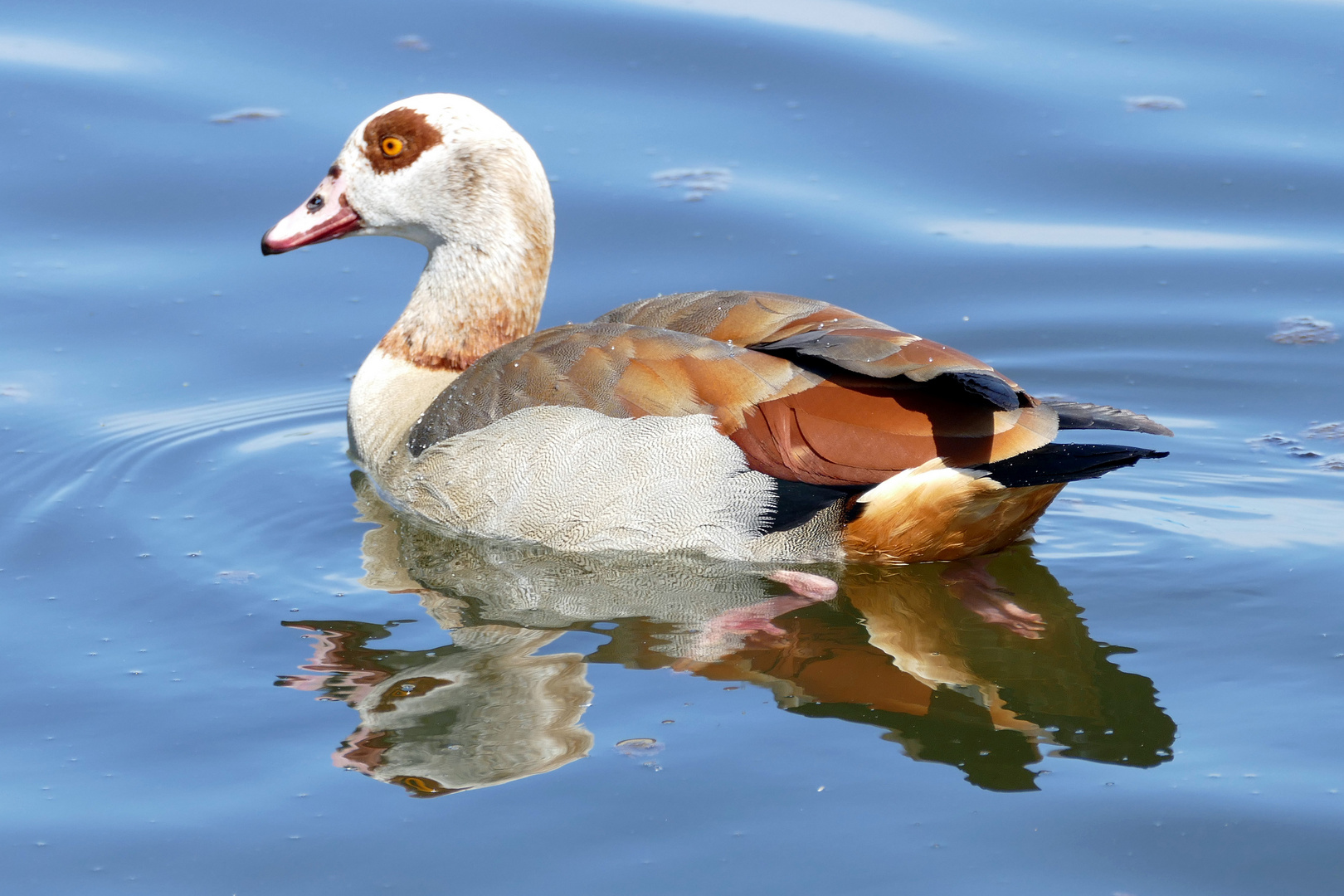 Neozoon mit Augenfleck Foto & Bild | tiere, wildlife, wild lebende ...