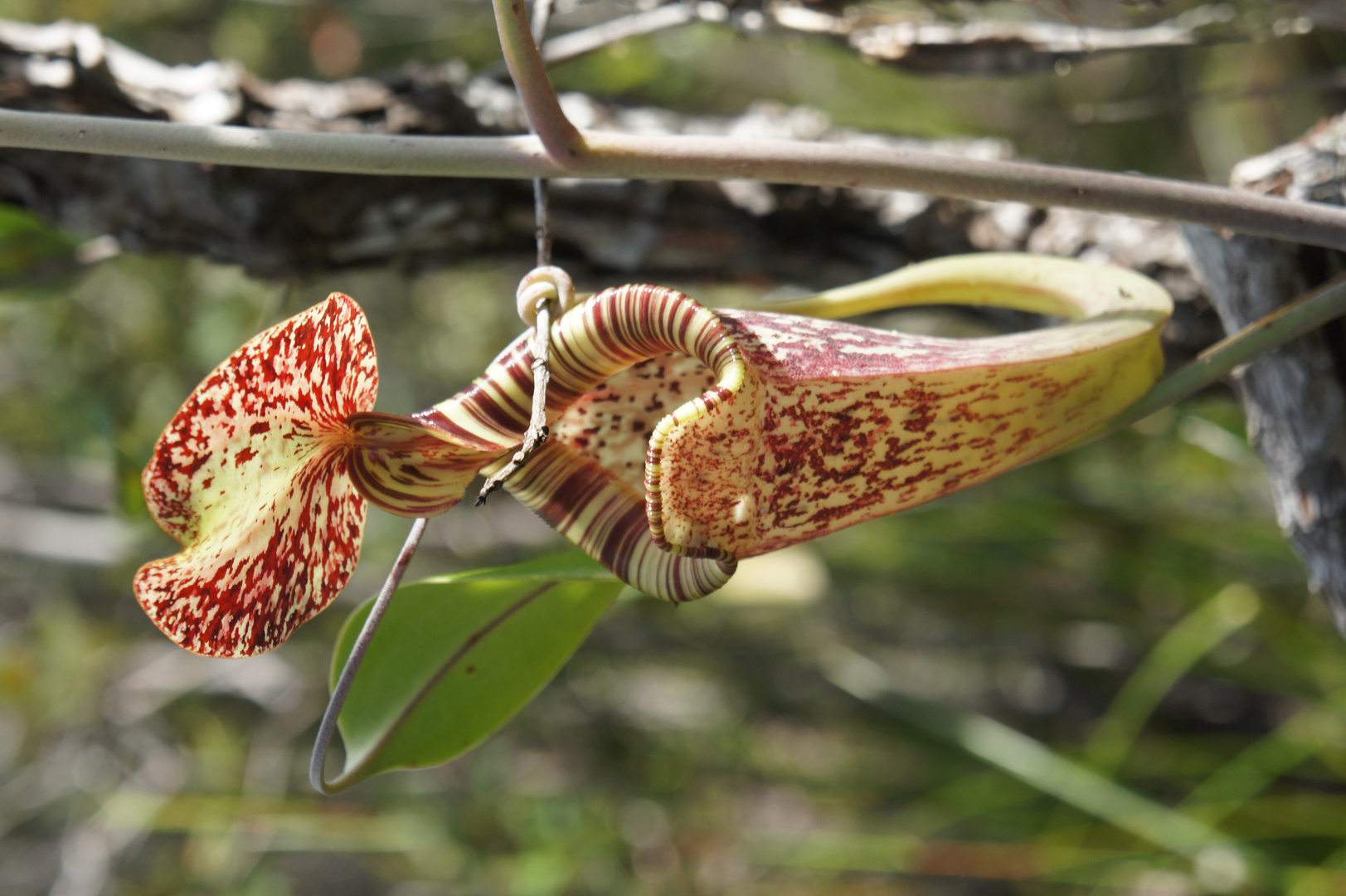Nepenthes rafflesiana Foto & Bild | pflanzen, pilze & flechten ...