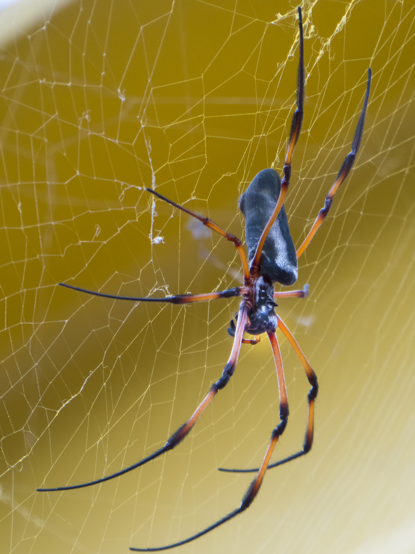 Nephila Foto & Bild | tiere, wildlife, spinnen Bilder auf fotocommunity