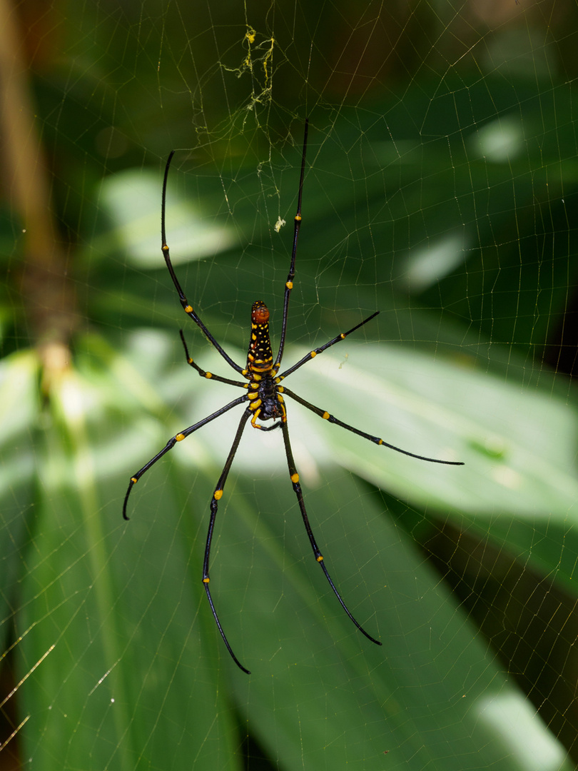 Nephila Foto & Bild | asia, thailand, tiere Bilder auf fotocommunity