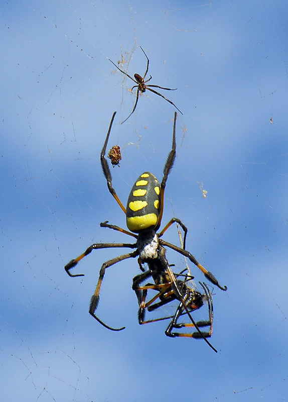 Nephila sp Foto & Bild | tiere, wildlife, spinnen Bilder auf fotocommunity