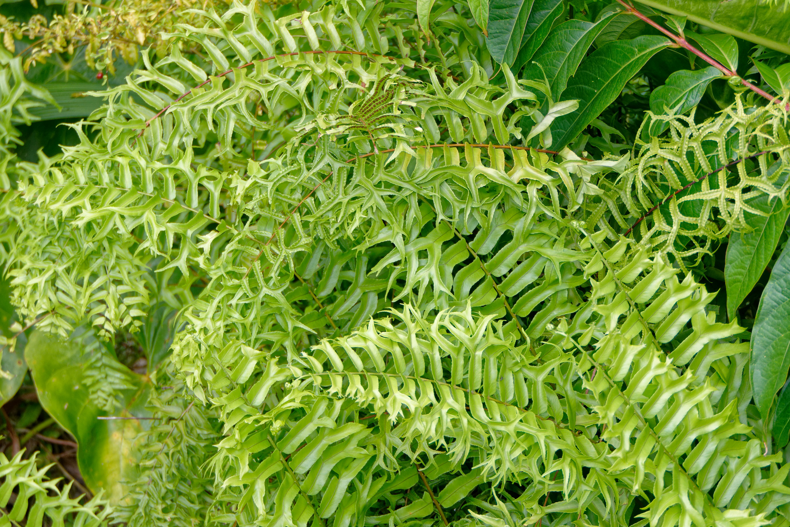 Nephrolepis biserrata Foto & Bild | north america, central america ...