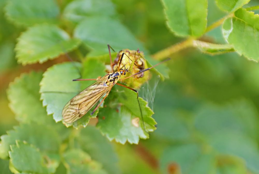 Nephrotoma appendiculata Foto & Bild | natur, insekten, tiere Bilder ...
