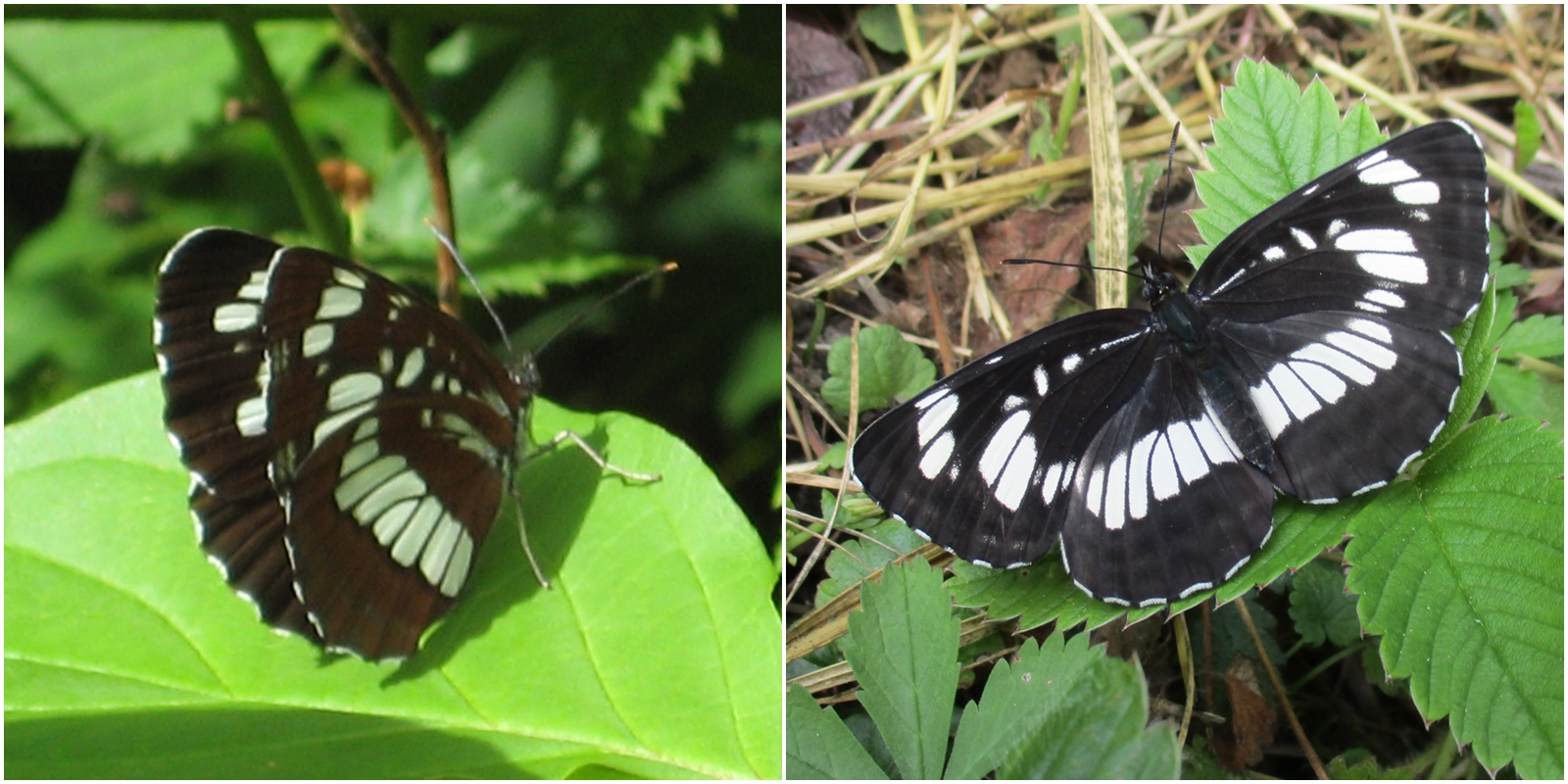 Neptis rivularis- schwarzer Trauerfalter Foto & Bild | schmetterlinge ...